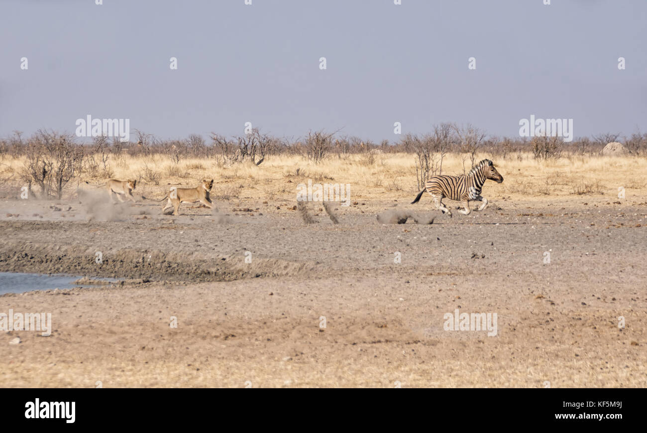 A pair of female Lions lose a chase against a Zebra in the Namibian ...
