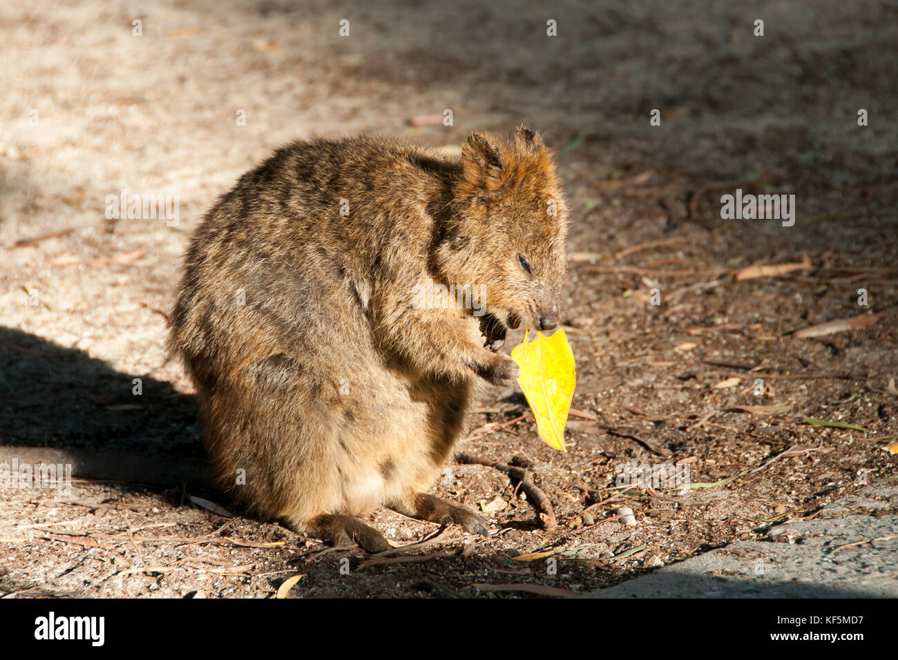 Quokka - Rottnest Island - Australia Stock Photo - Alamy