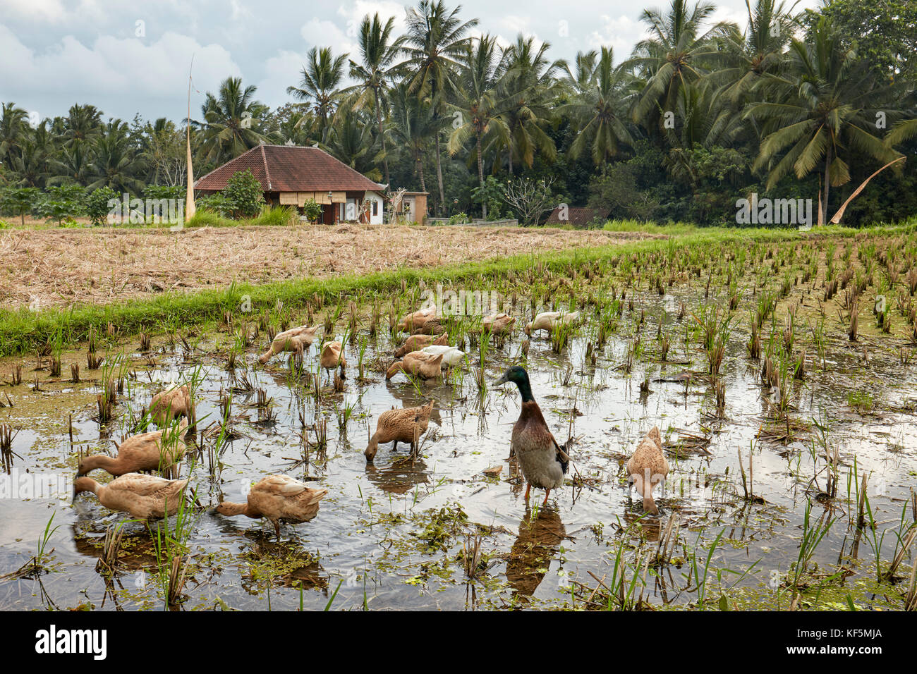 Free range ducks hi-res stock photography and images - Alamy