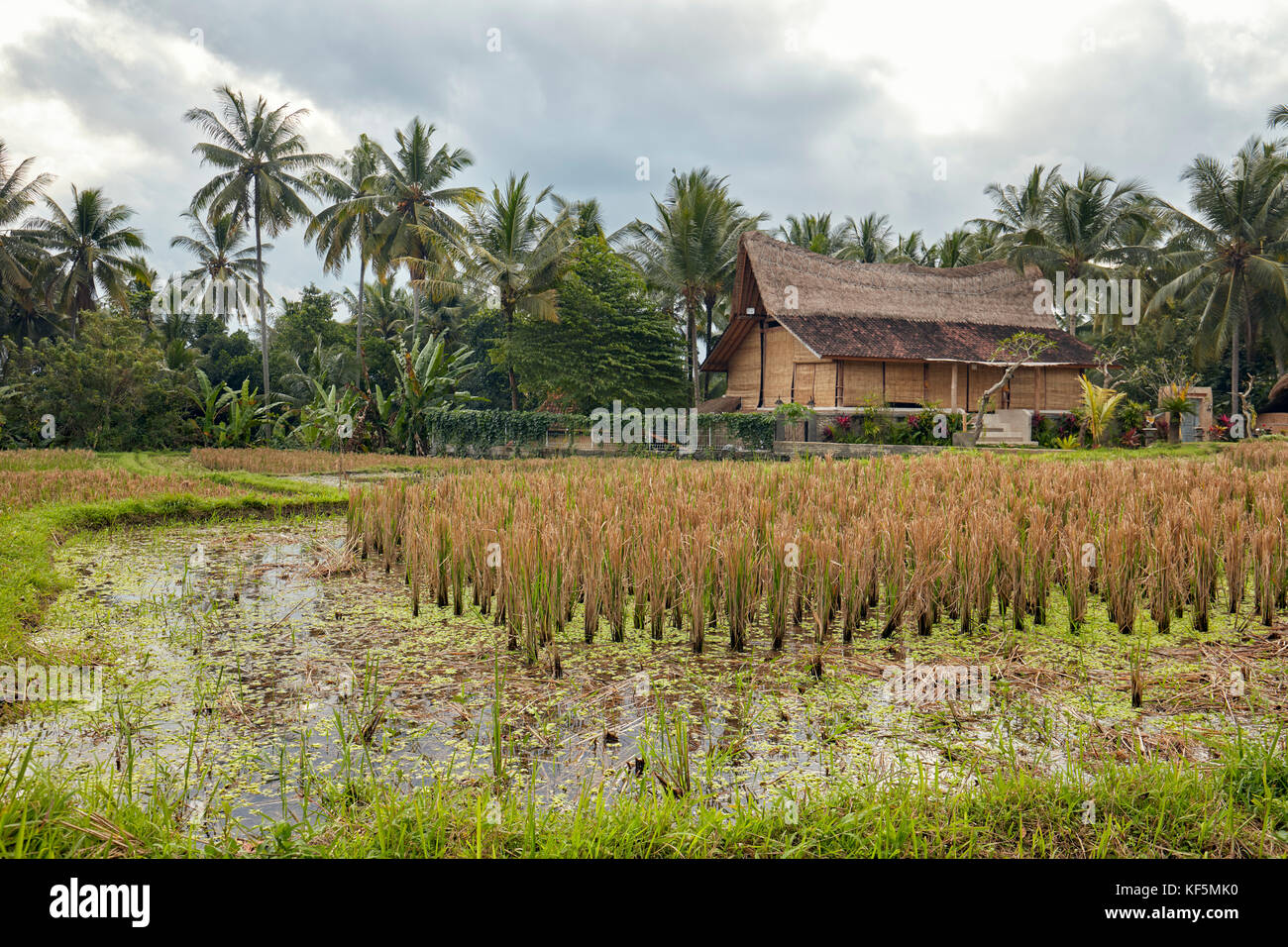 Rice paddy. Kajeng Rice Fields, Ubud. Bali, Indonesia Stock Photo - Alamy