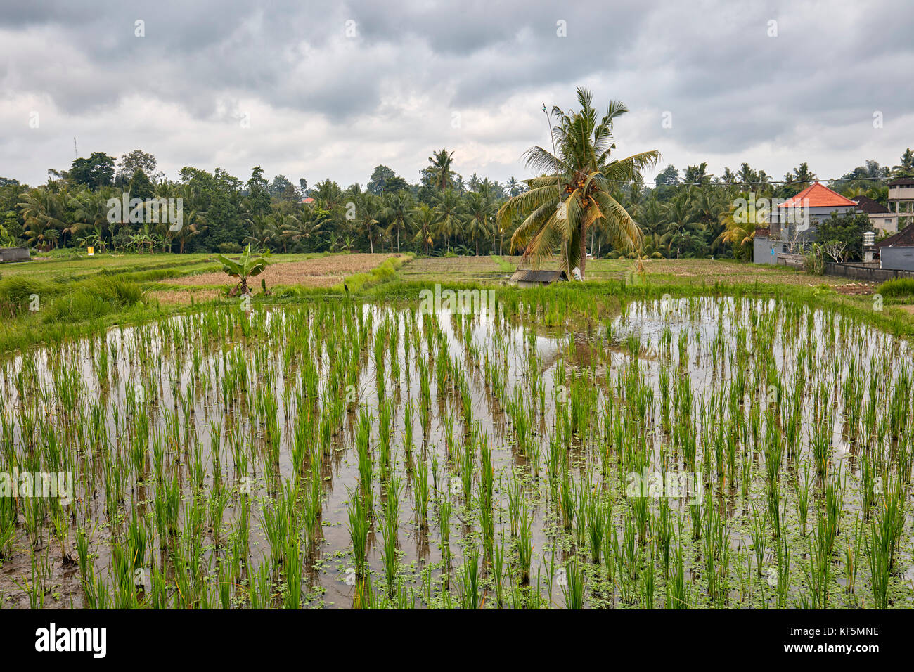 Kajeng Rice Fields. Ubud, Bali, Indonesia Stock Photo - Alamy