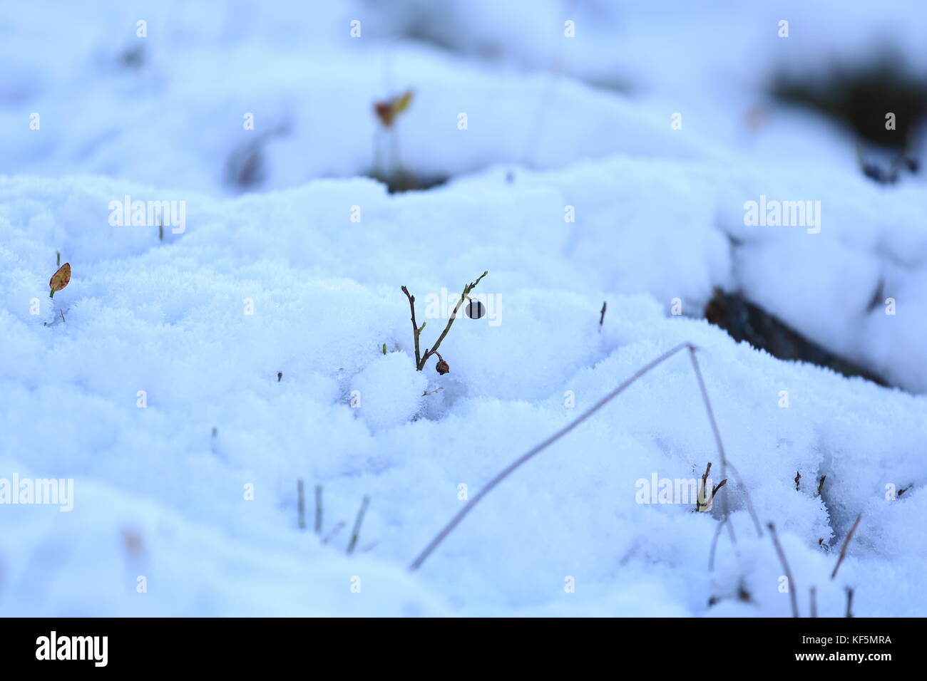 Blueberry In The Snow Stock Photo - Alamy