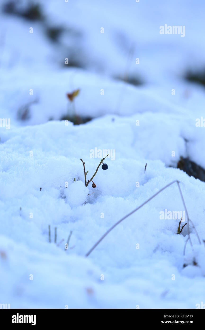 Blueberry In The Snow Stock Photo - Alamy