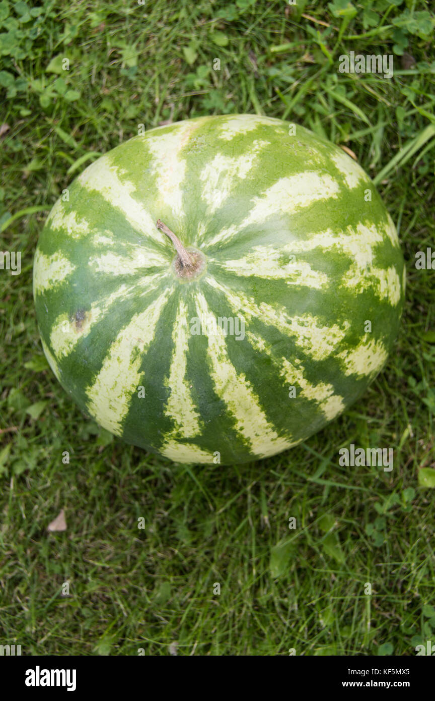 Striped watermelon lying on the grass, closeup Stock Photo - Alamy