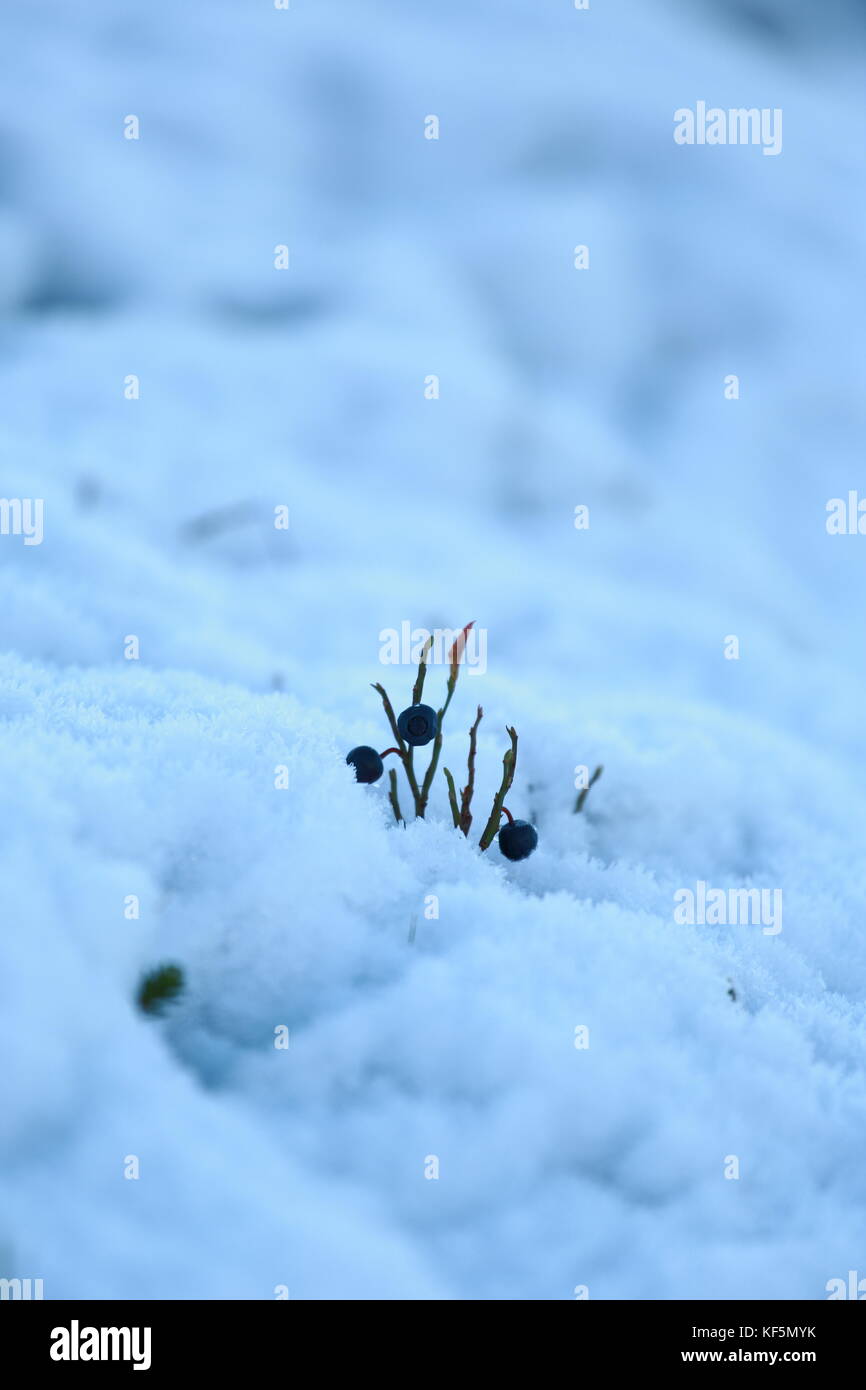 Blueberry In The Snow Stock Photo - Alamy