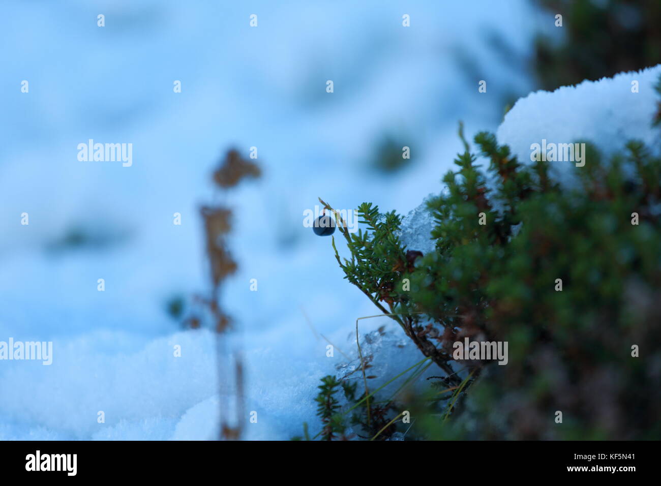 Blueberry In The Snow Stock Photo - Alamy