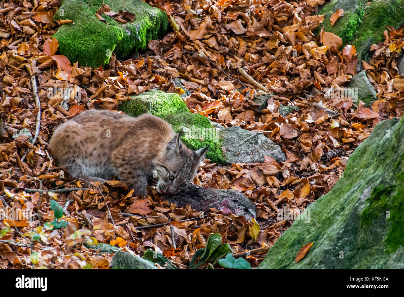 Two month old Eurasian lynx (Lynx lynx) kitten feeding on dead rabbit ...