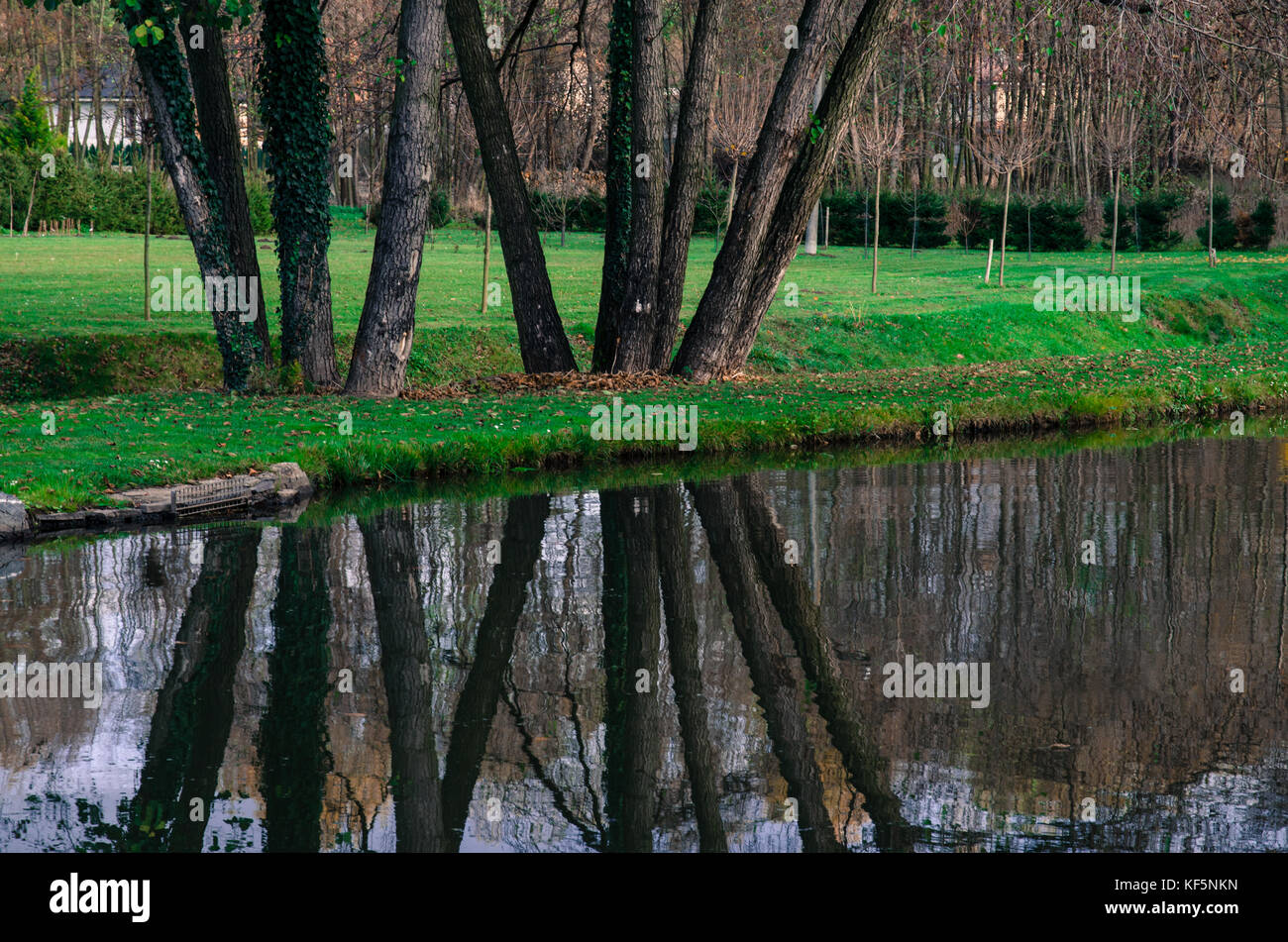 reflection of tree trunk in autumn pond Stock Photo - Alamy