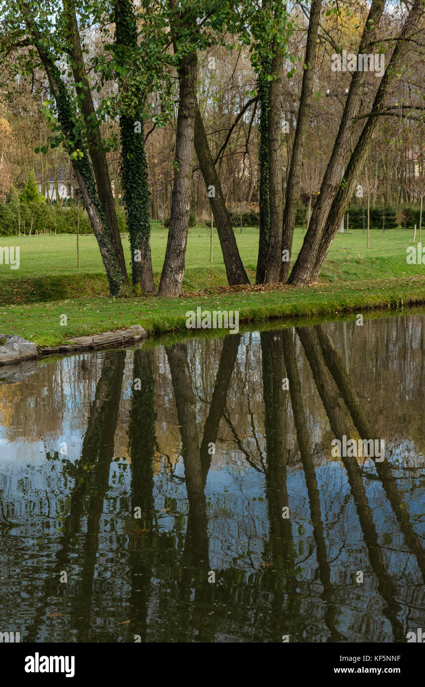 Tree trunk reflection in water hi-res stock photography and images - Alamy