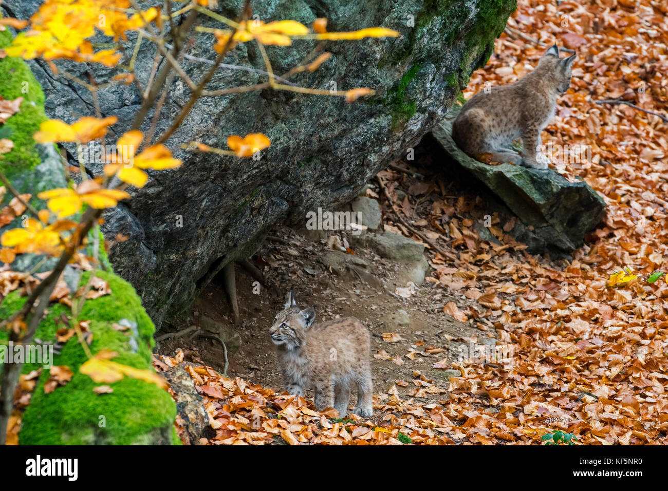Two 2 months old Eurasian lynx (Lynx lynx) kittens at entrance of den ...