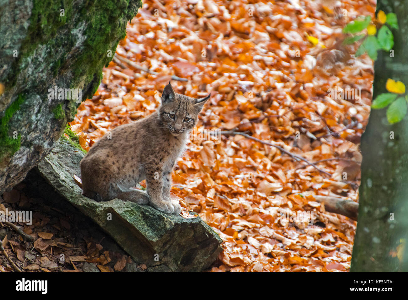 Baby lynx hi-res stock photography and images - Alamy