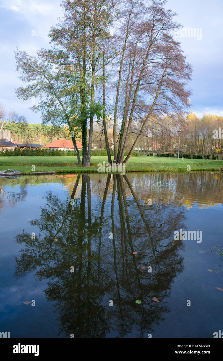 majectic tree reflection in autumn pond Stock Photo - Alamy