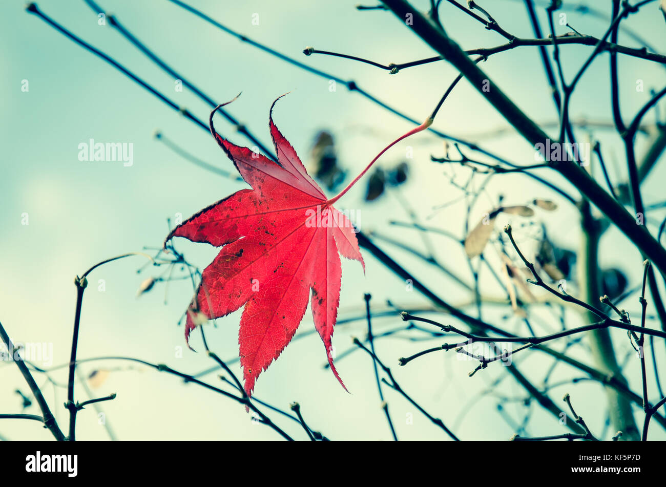 red maple leaf alone in the tree branch and blue autumn sky Stock Photo ...