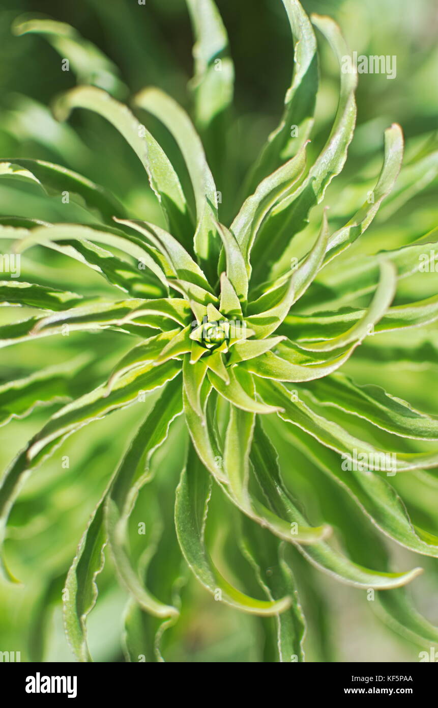 Green Twisted Plant Abstract Top View Closeup Stock Photo - Alamy