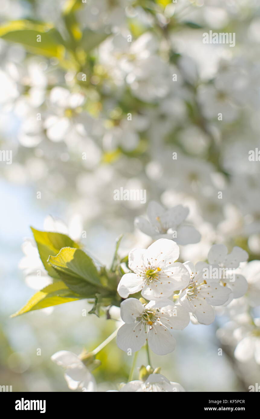 Blooming Tree with Small White Flowers Closeup Stock Photo - Alamy