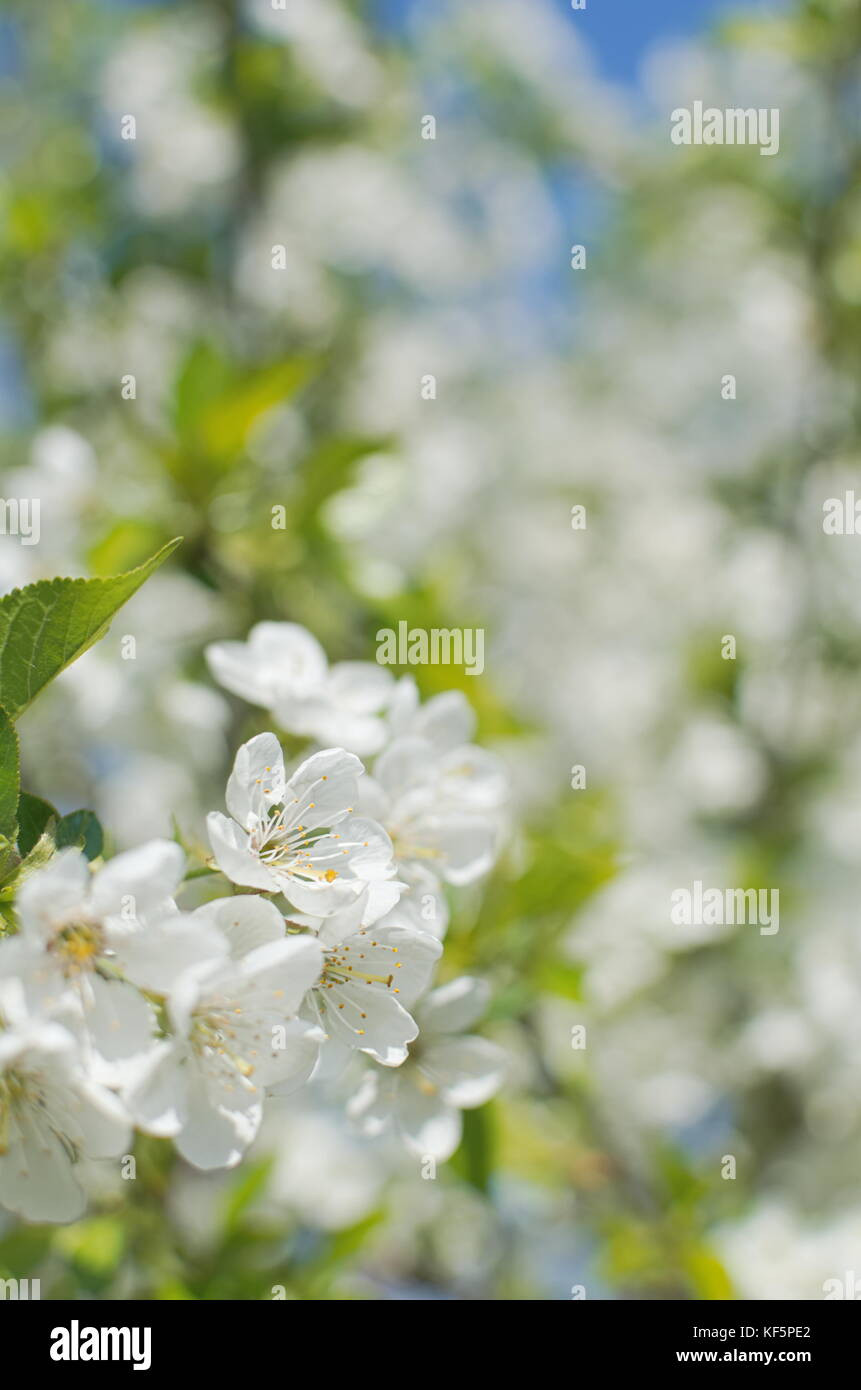 Blooming Tree with Small White Flowers Closeup Stock Photo - Alamy