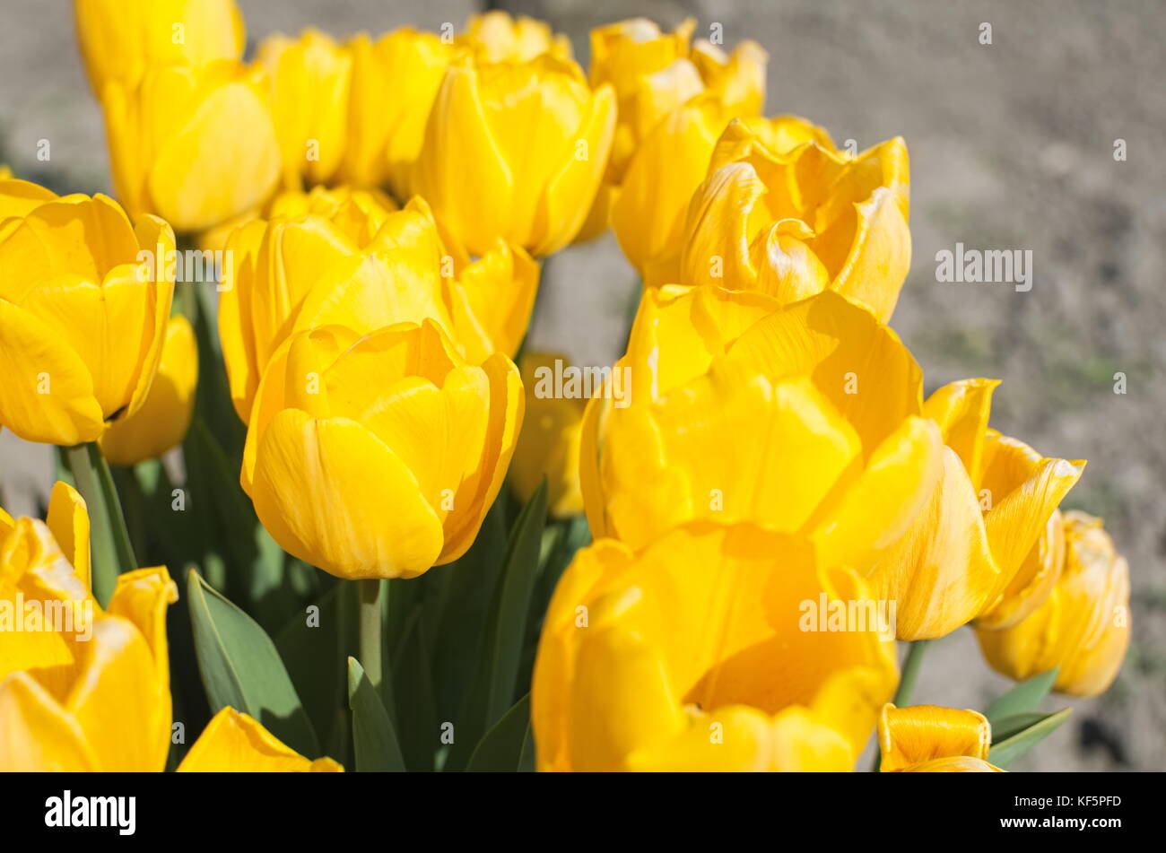 Bright Yellow Opened Tulips in the Garden Closeup Stock Photo - Alamy