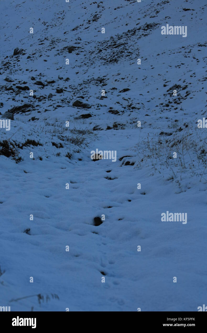 Arctic fox tracks in snow hi-res stock photography and images - Alamy