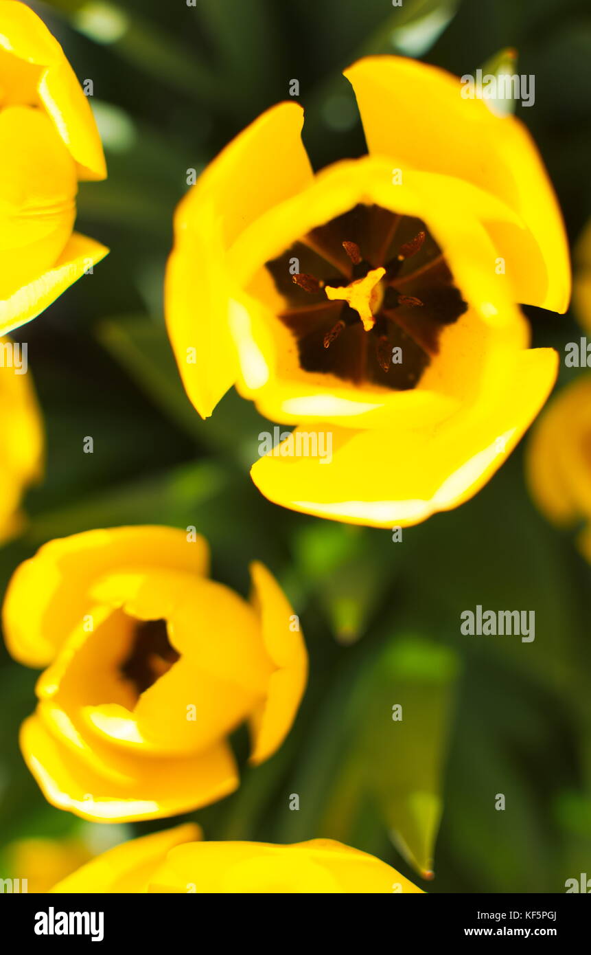 Bright Yellow Opened Tulips from Top View Stock Photo - Alamy