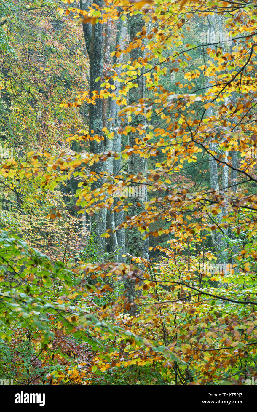 Autumn colors in a south swedish beech forest in nature reserve ...