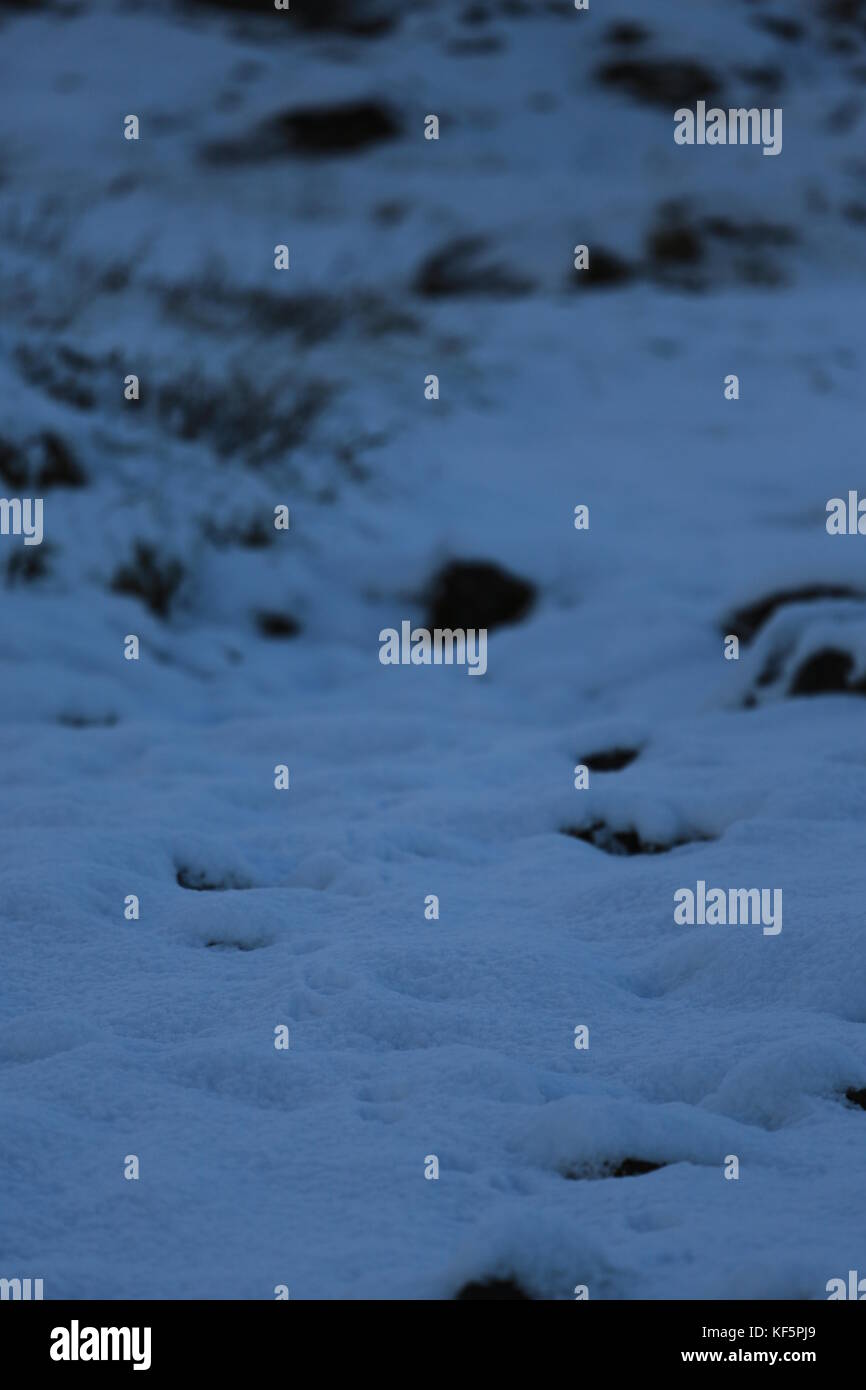 Arctic fox tracks in snow hi-res stock photography and images - Alamy