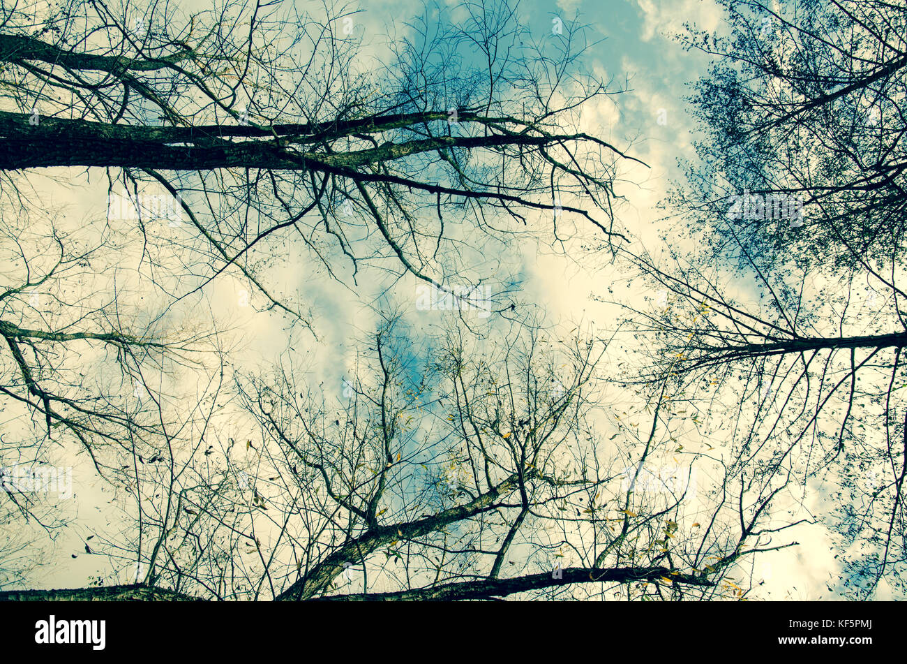 trees and blue sky view Stock Photo - Alamy