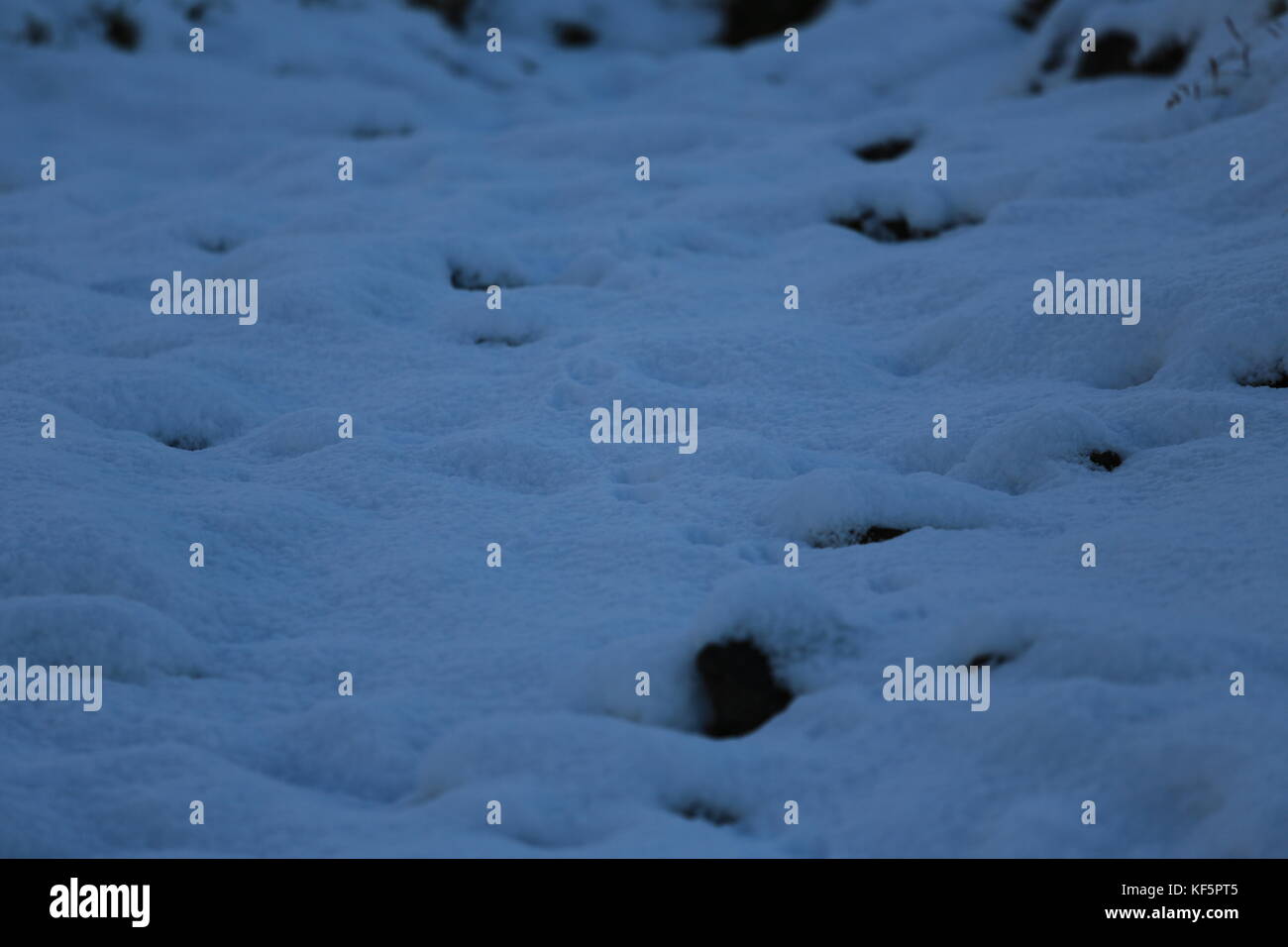 Arctic fox tracks in snow hi-res stock photography and images - Alamy
