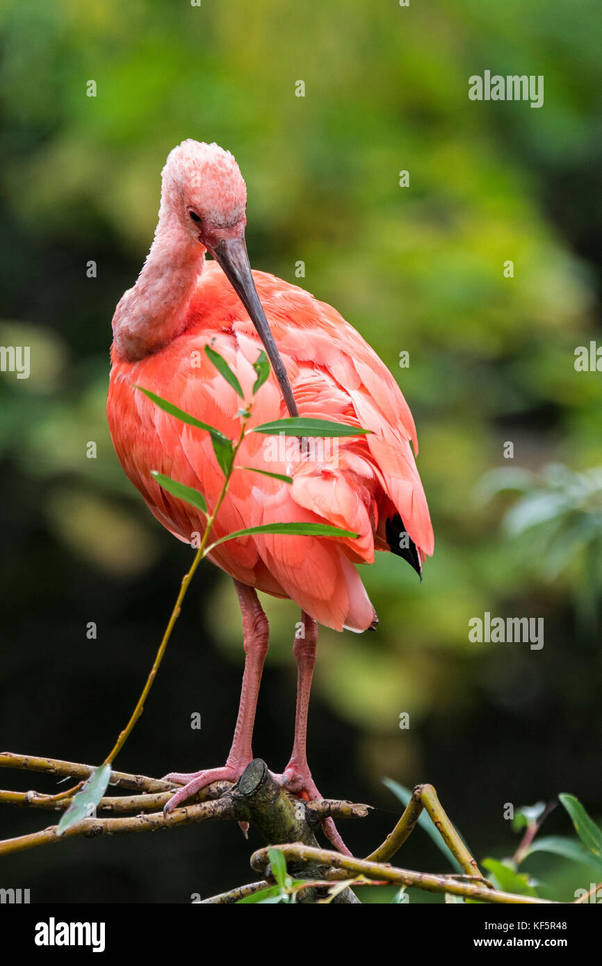 Scarlet ibis (Eudocimus ruber) perched in tree preening feathers ...