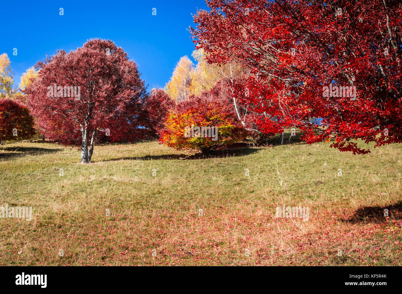 Autumn landscape. Colorful fall scene in a mountain village Stock Photo ...