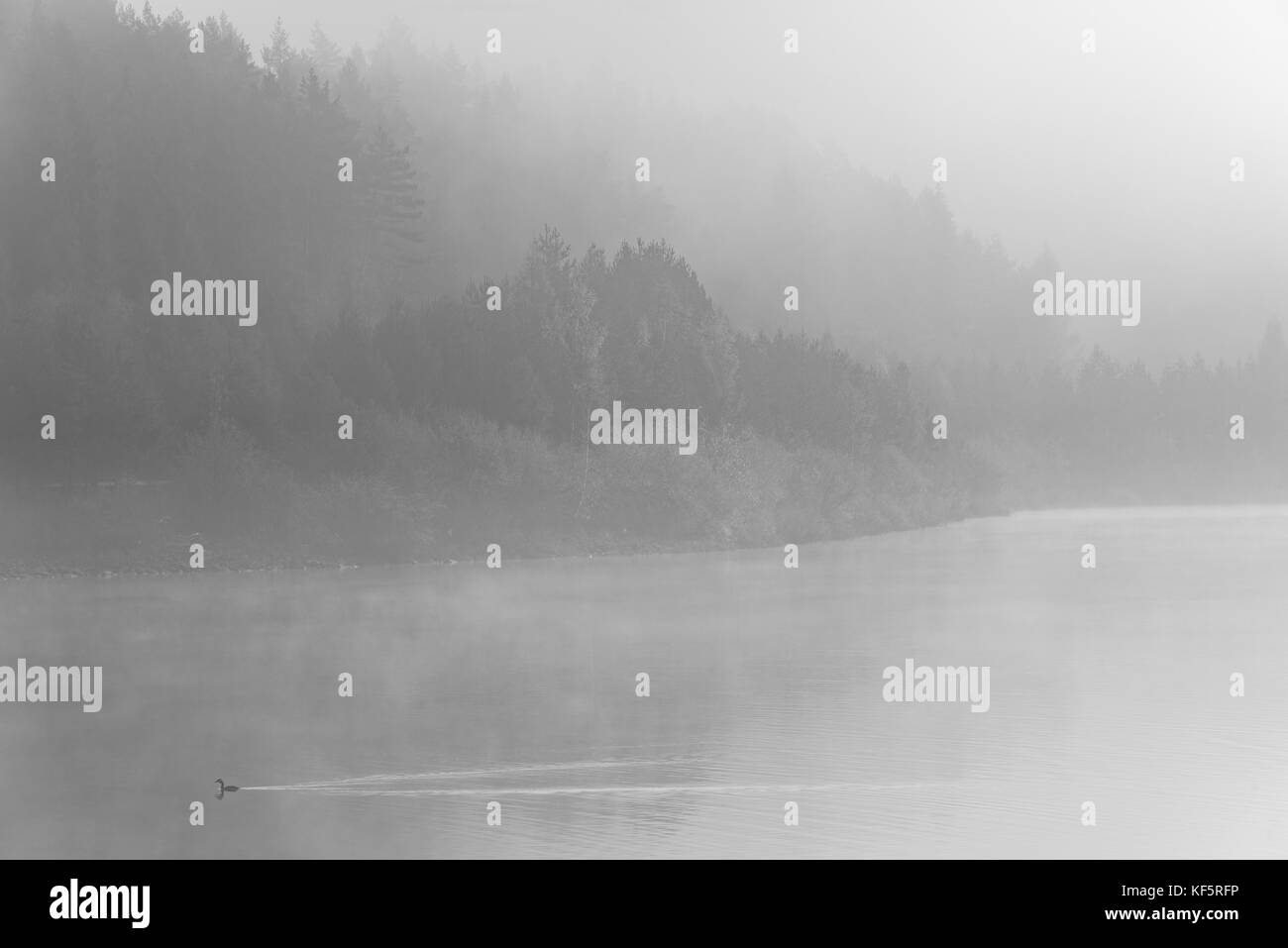 Black and white fine art landscape, fog over lake Stock Photo - Alamy