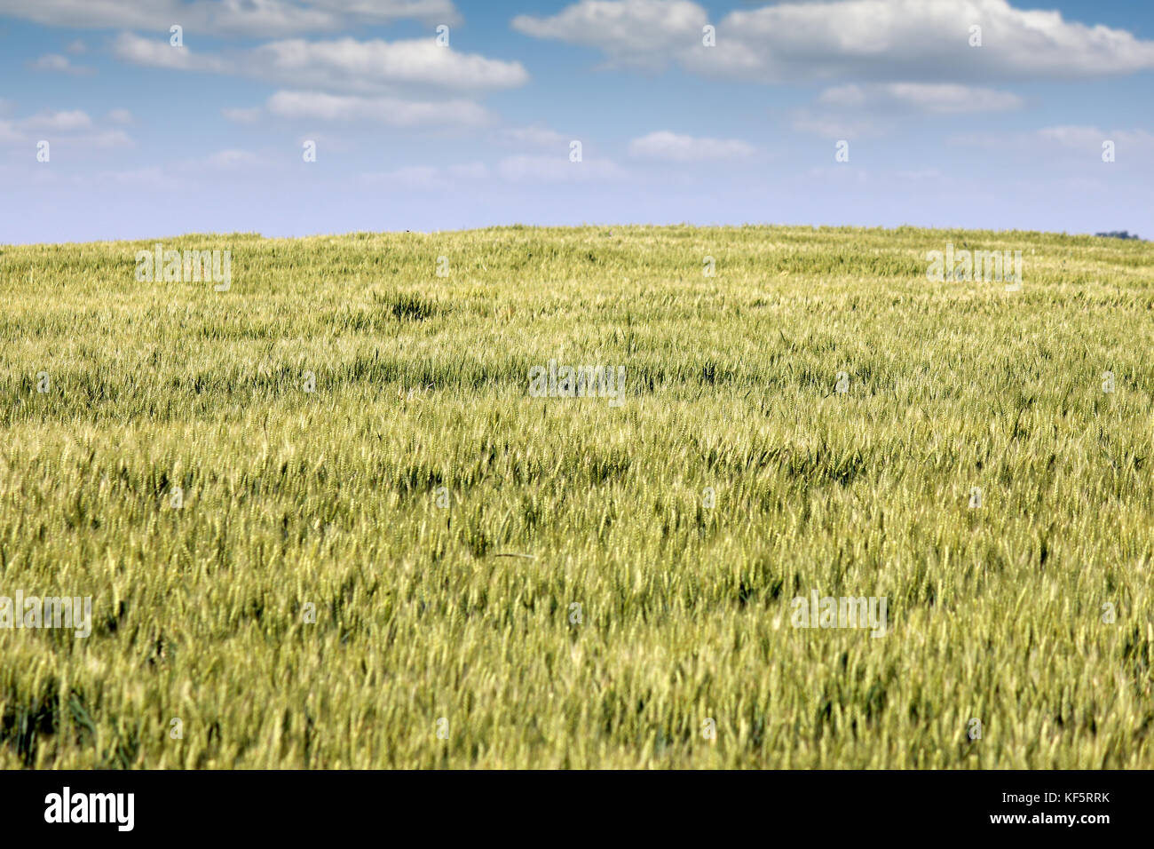 green wheat field landscape spring season Stock Photo - Alamy