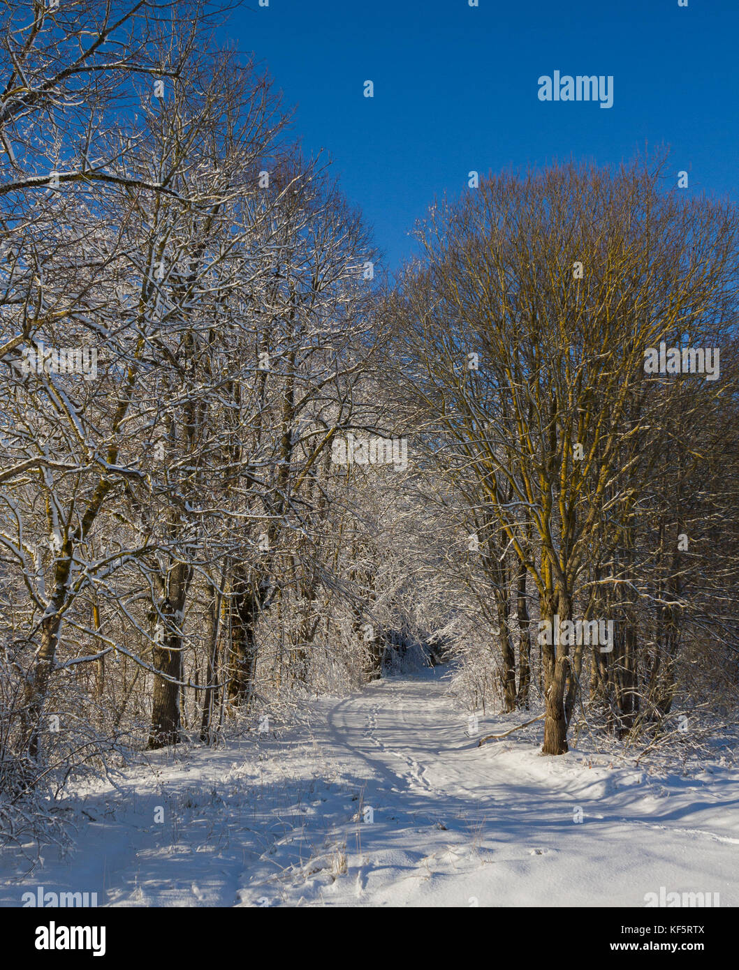 Beautiful winter alley park in a countryside Stock Photo - Alamy