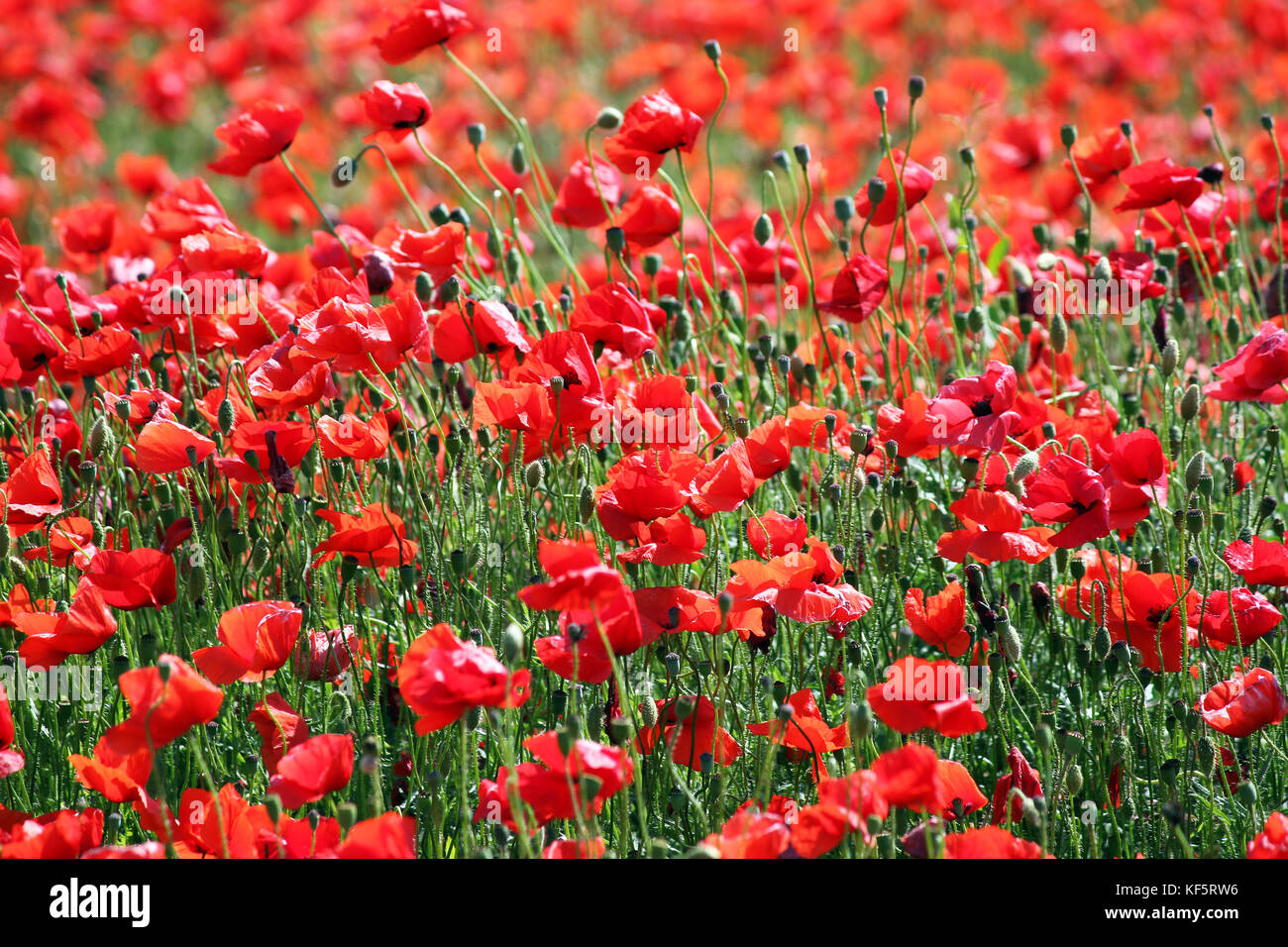 red poppies flower landscape spring season Stock Photo - Alamy