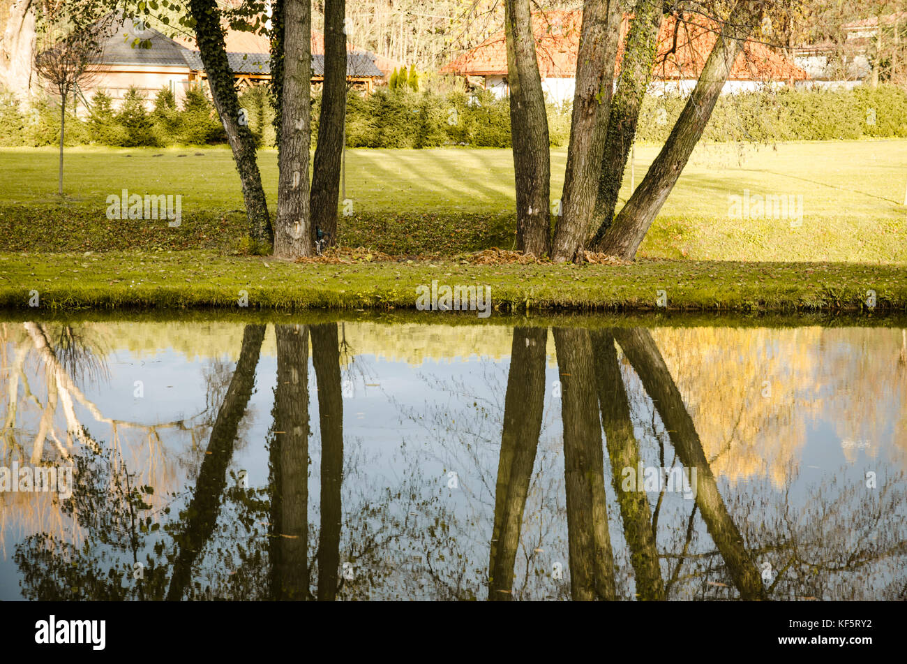 autumn pond with reflection of trees Stock Photo - Alamy