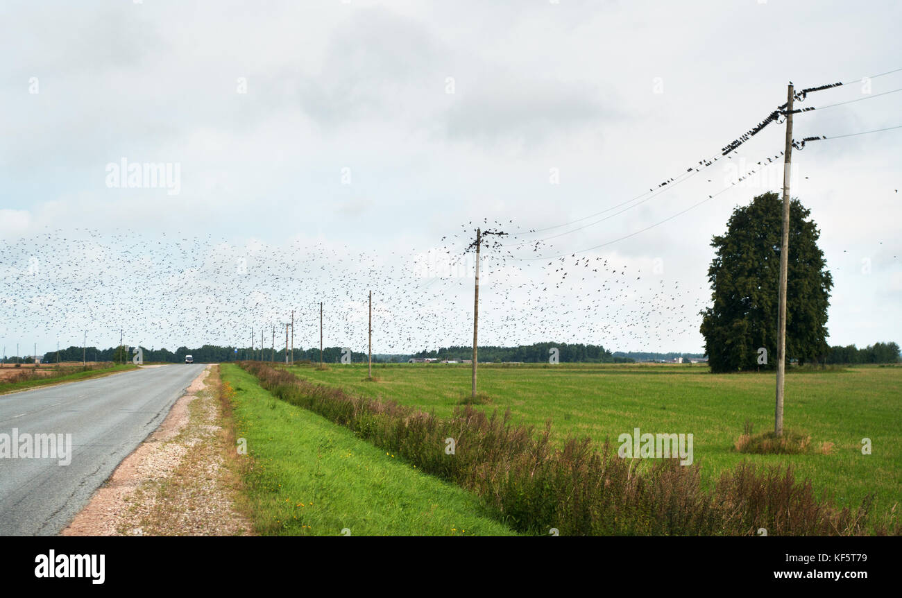 Birds sitting on the wires and flying above road Stock Photo - Alamy