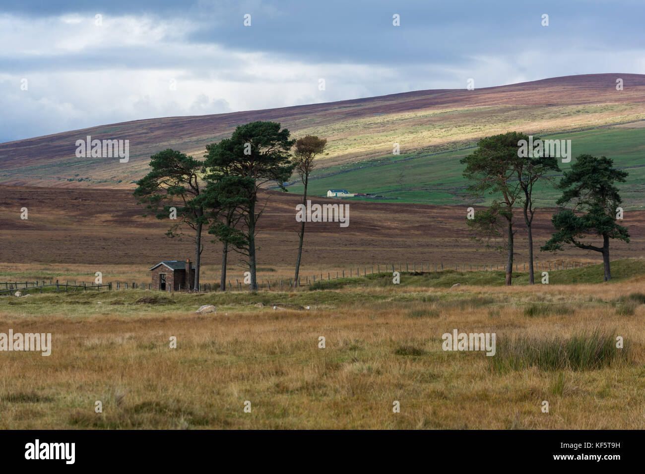 Copse of Fir Trees, Kinbrace Railway Station, Sutherland, Scotland ...