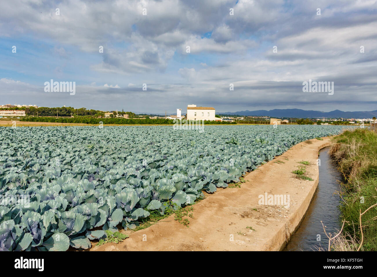 Cabbage plantation and irrigation canal Stock Photo - Alamy