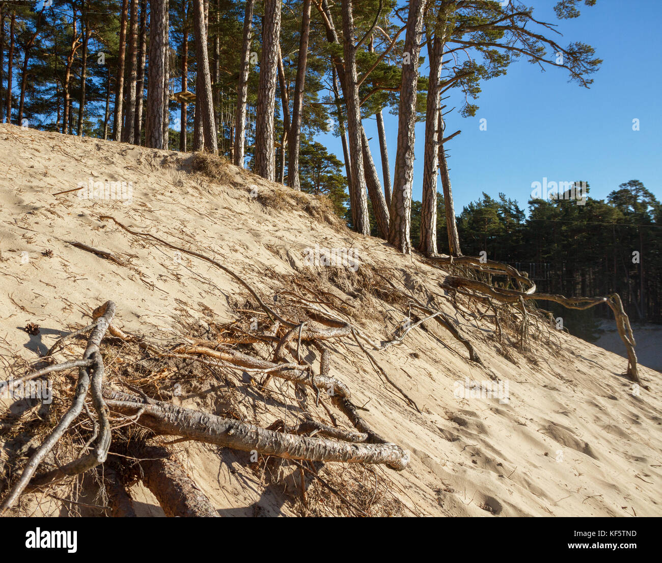Growing pine trees on a hill with big roots Stock Photo - Alamy
