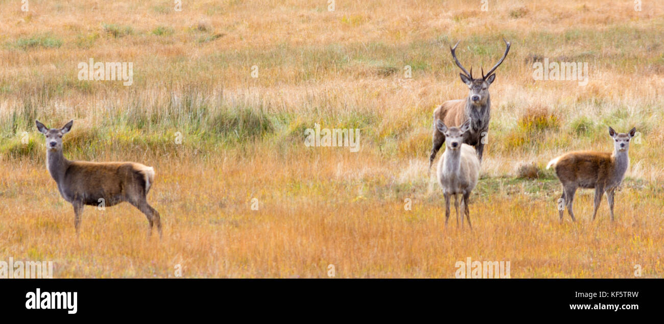 Red Deer Stag and Hinds at Kinbrace, Sutherland, Scotland, United ...