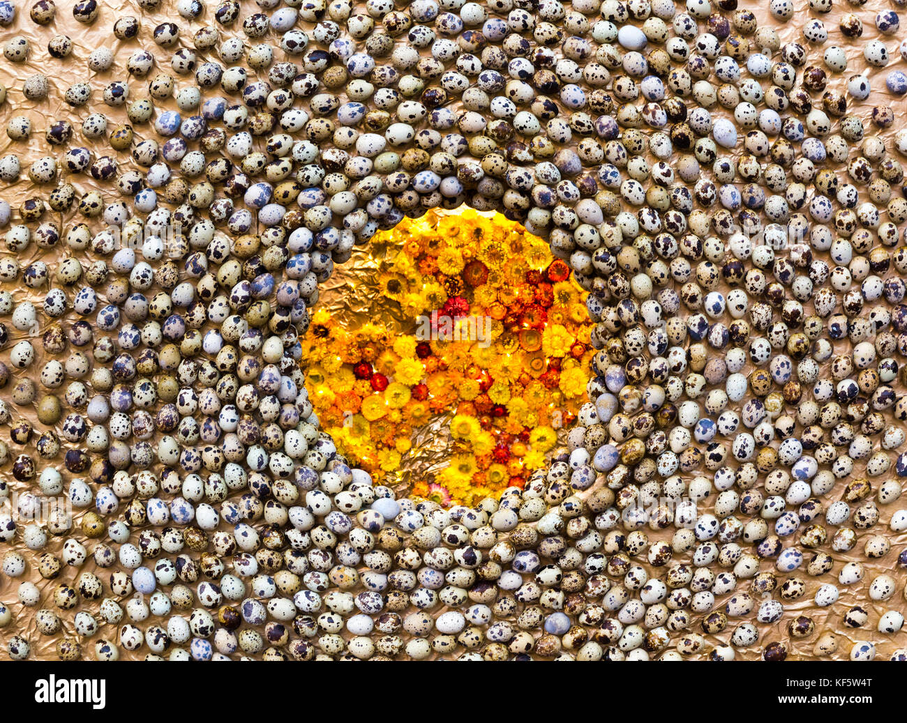 Quail eggs and orange flowers, closeup, top view Stock Photo - Alamy