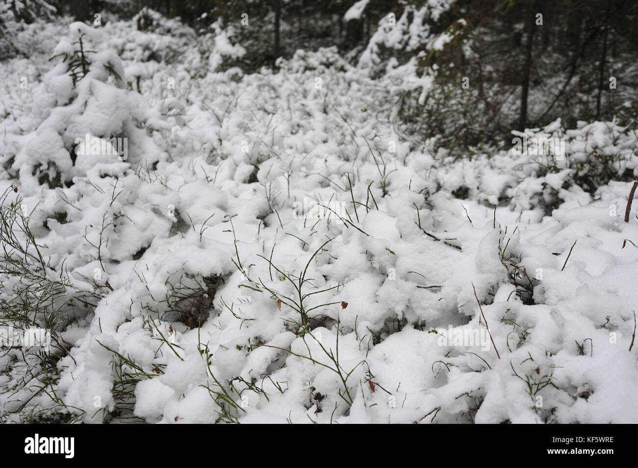 Forest in late autumn. The first snow has covered the blueberry bushes ...