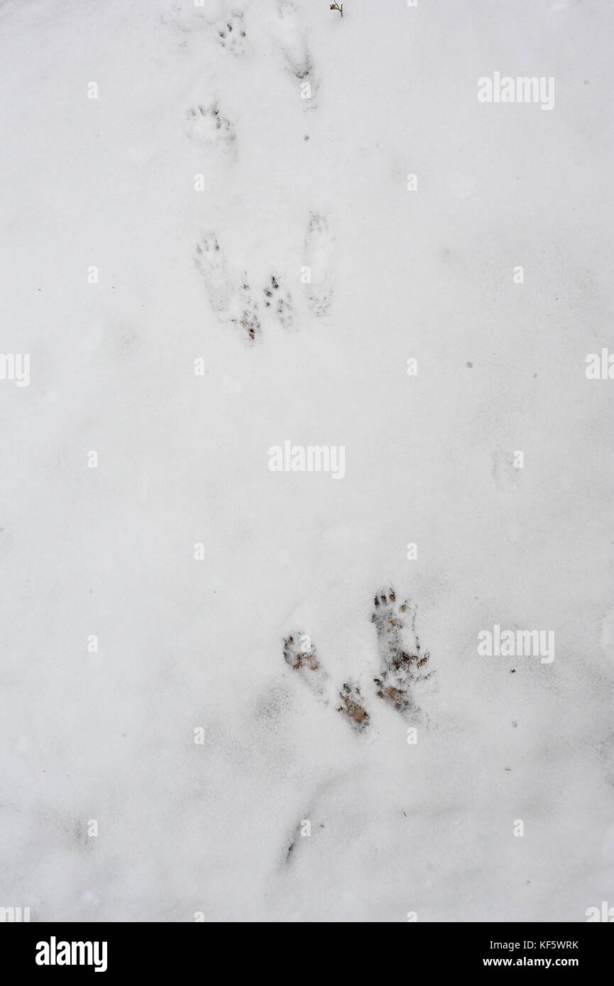 Footprints of wild animals in forest Stock Photo - Alamy