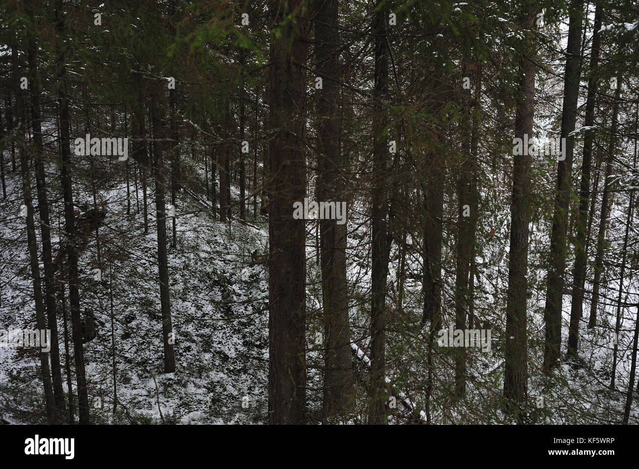 Forest in late autumn. The first snow covered plants and trees Stock ...