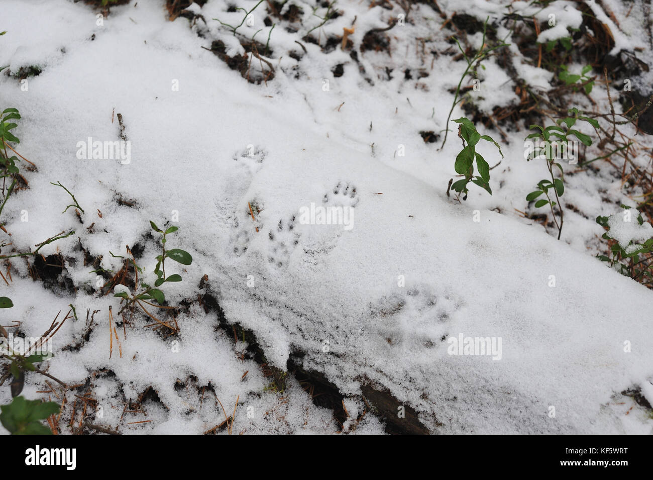 Squirrel footprint hi-res stock photography and images - Alamy