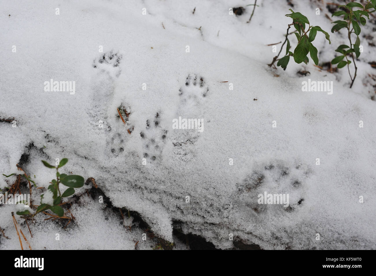 Footprints of wild animals in forest Stock Photo - Alamy