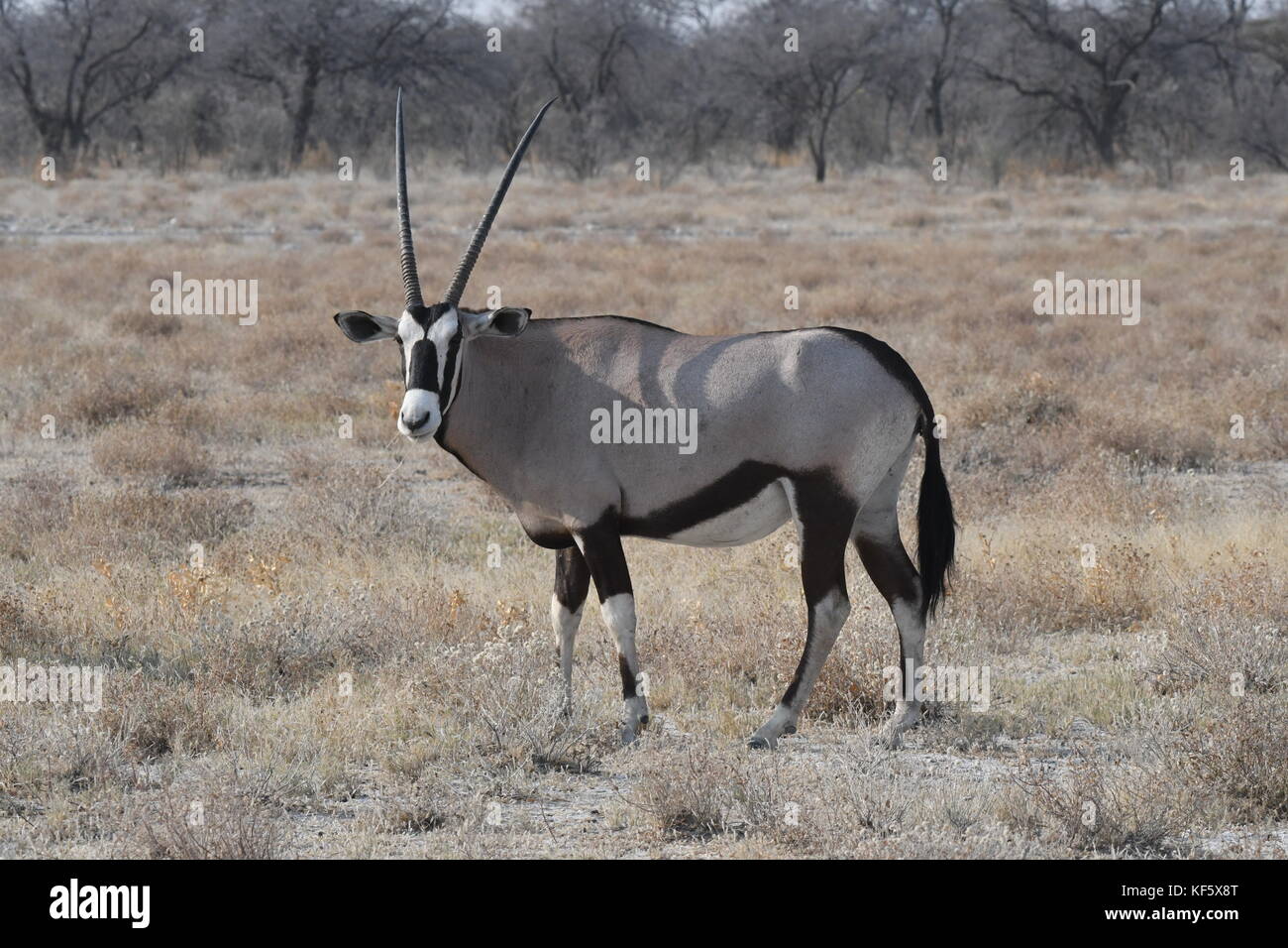 Etosha gate hi-res stock photography and images - Alamy