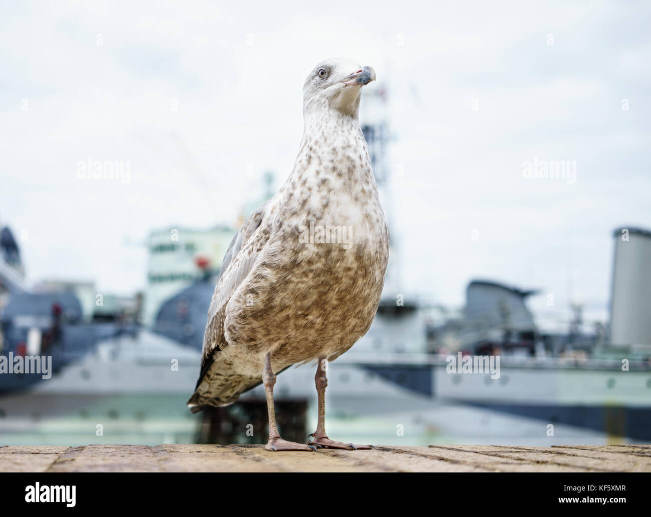Seagull Portrait in London, between London Bridge and Tower Bridge ...