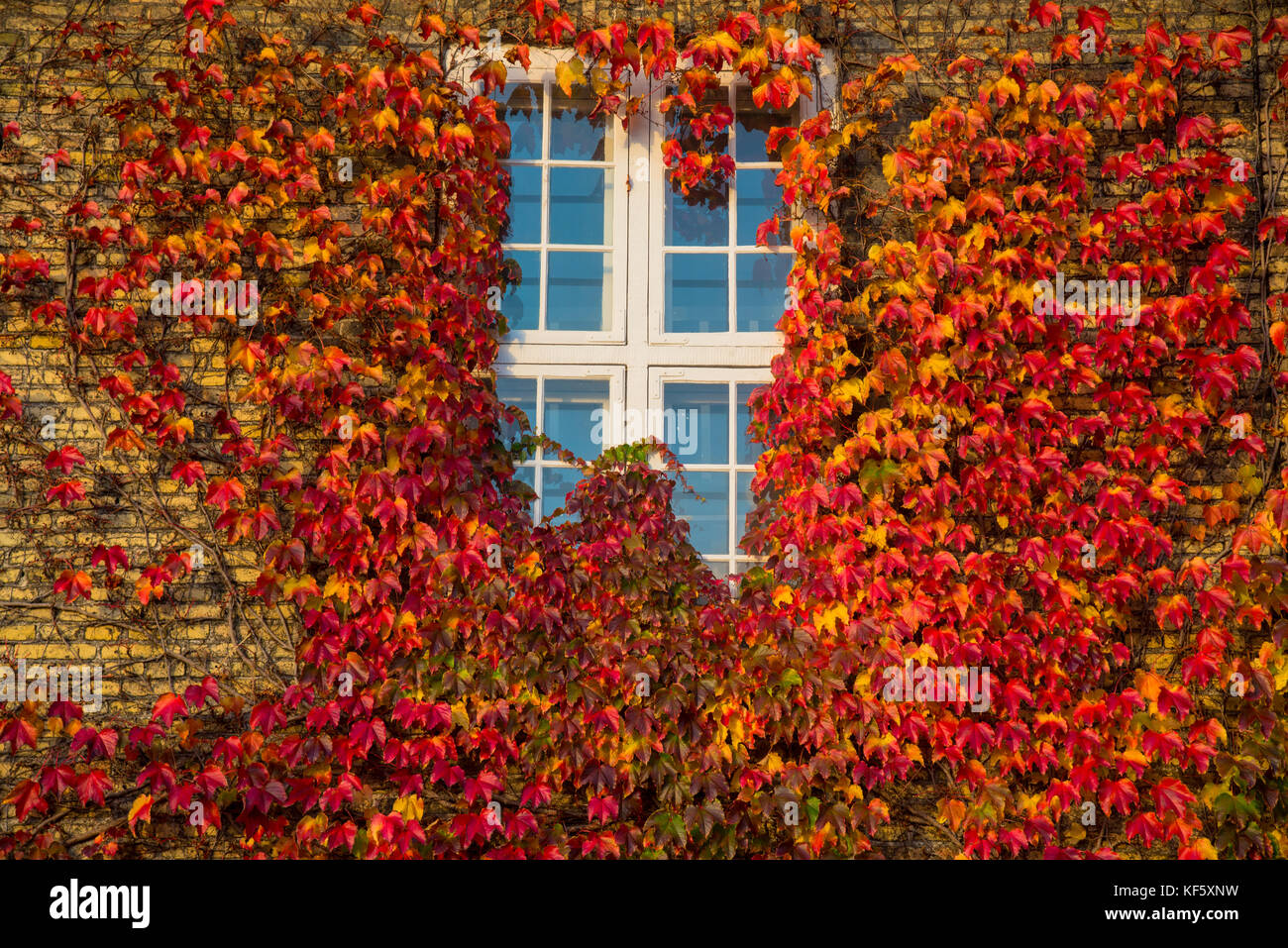 Window Leaves