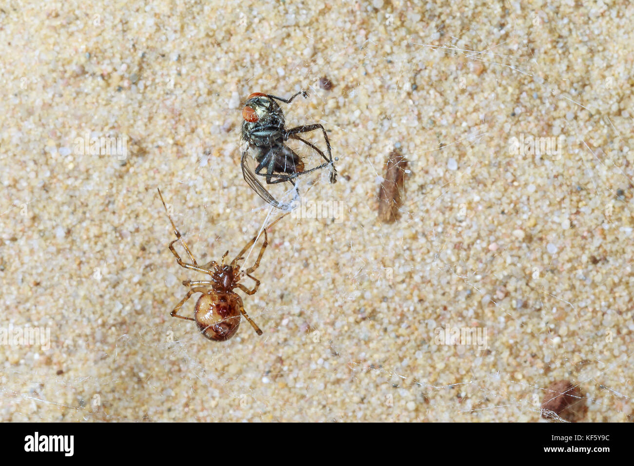 Spider catching fly Stock Photo - Alamy
