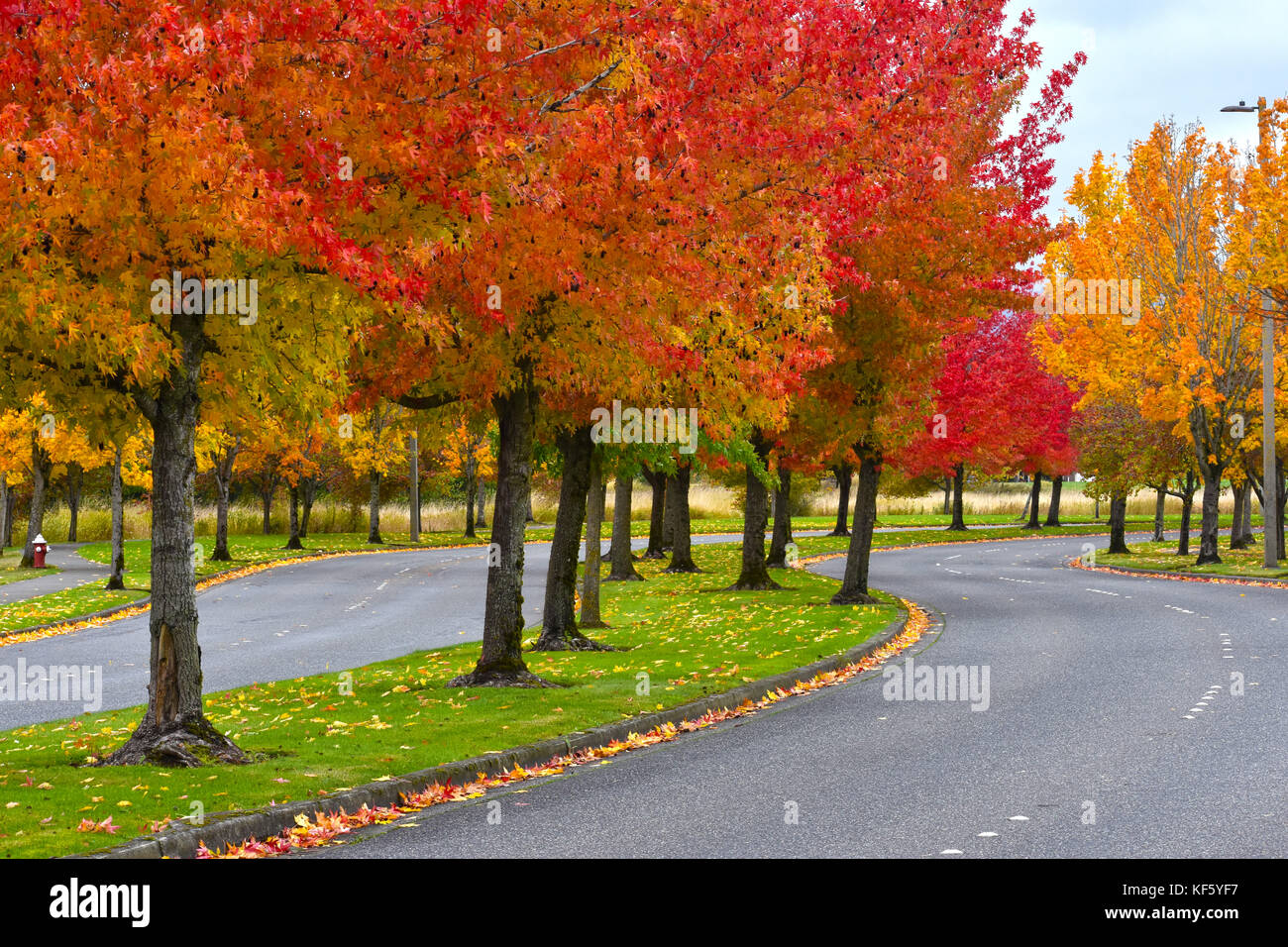 Autumn trees lining the curved roads in Bellingham, Washington Stock ...